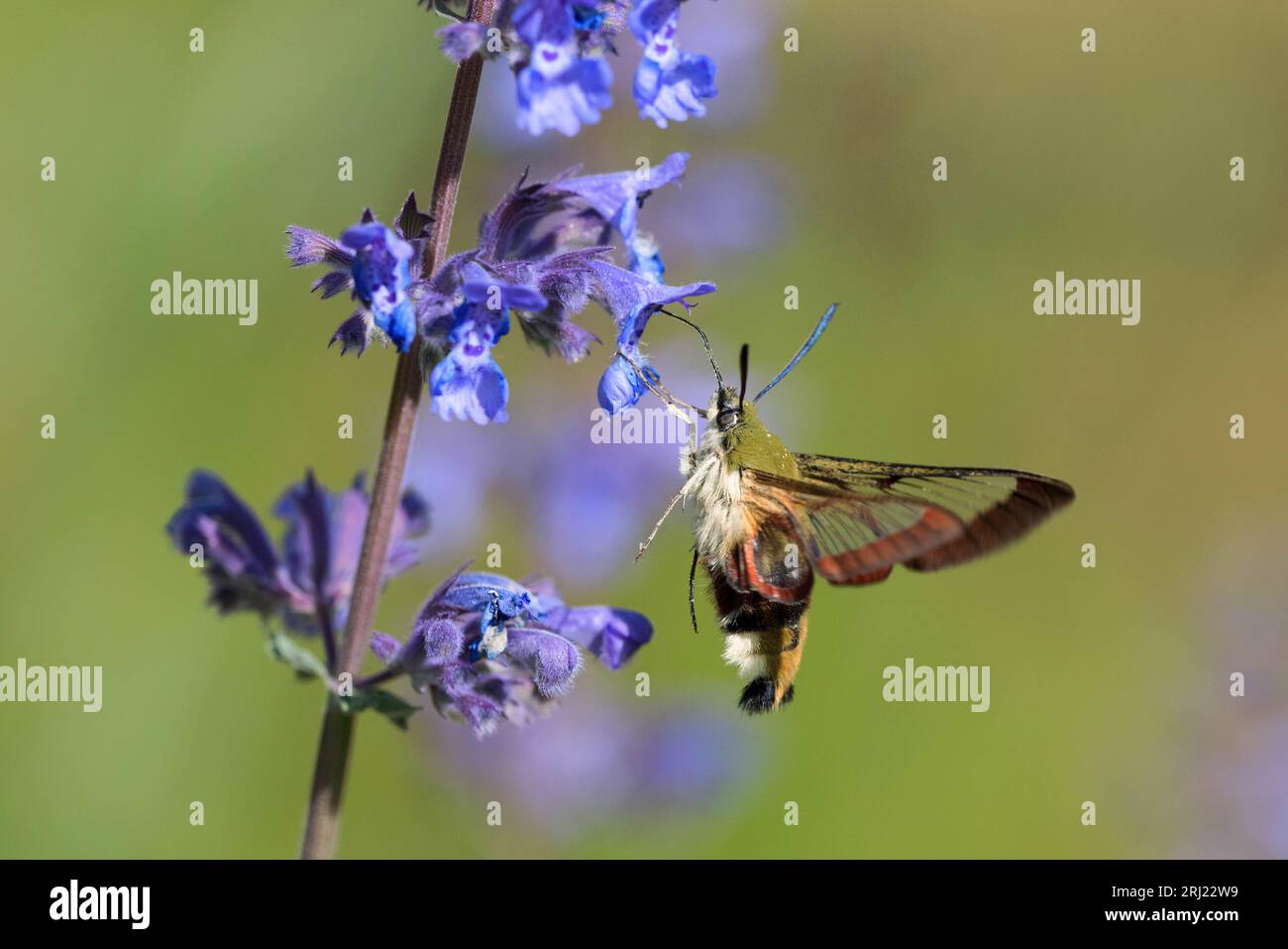 Broad-bordered Bee Hawk-moth (Hemaris fuciformis) in flight, feeding on ...