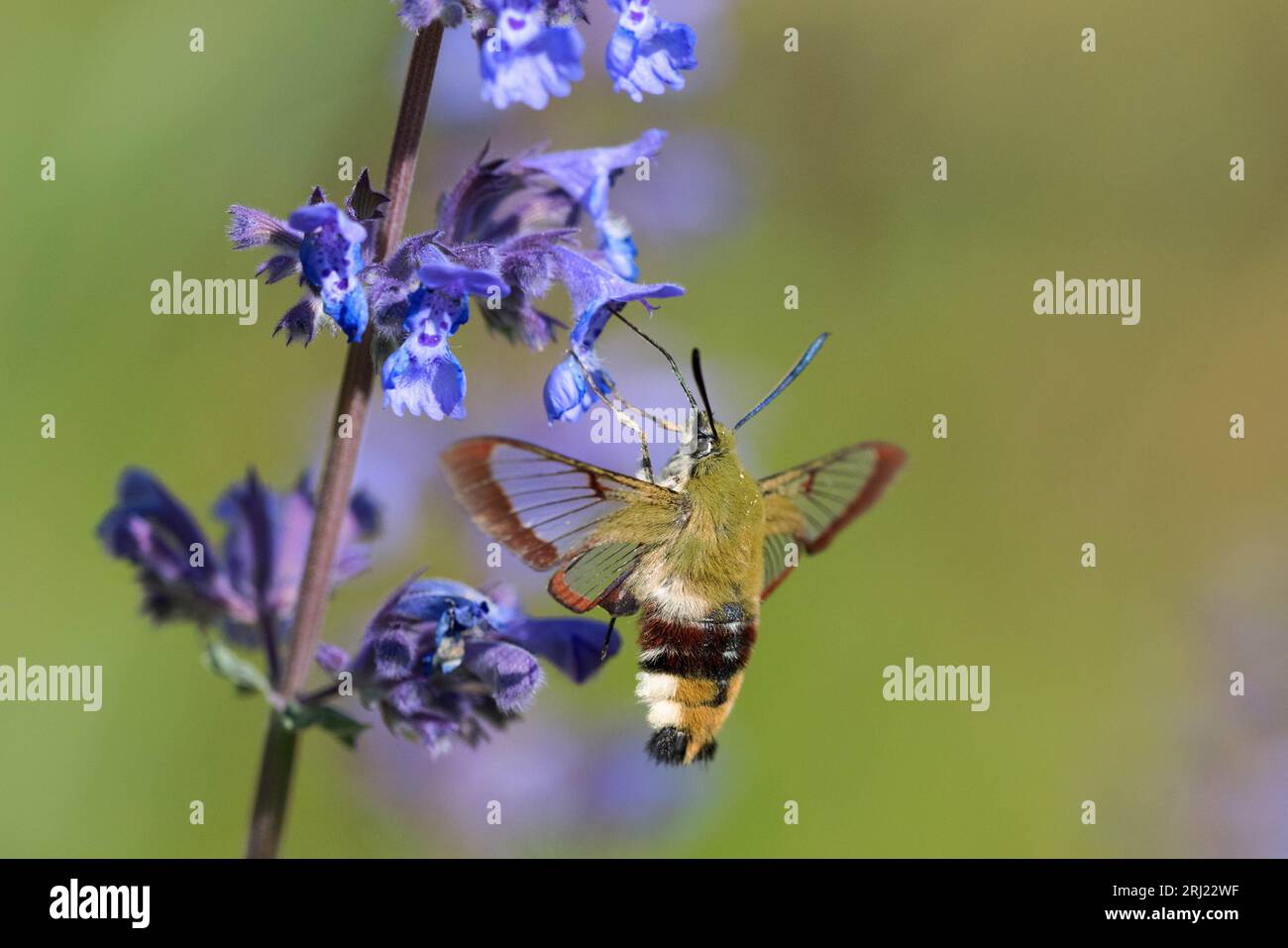 Broad-bordered Bee Hawk-moth (Hemaris fuciformis) in flight, feeding on ...