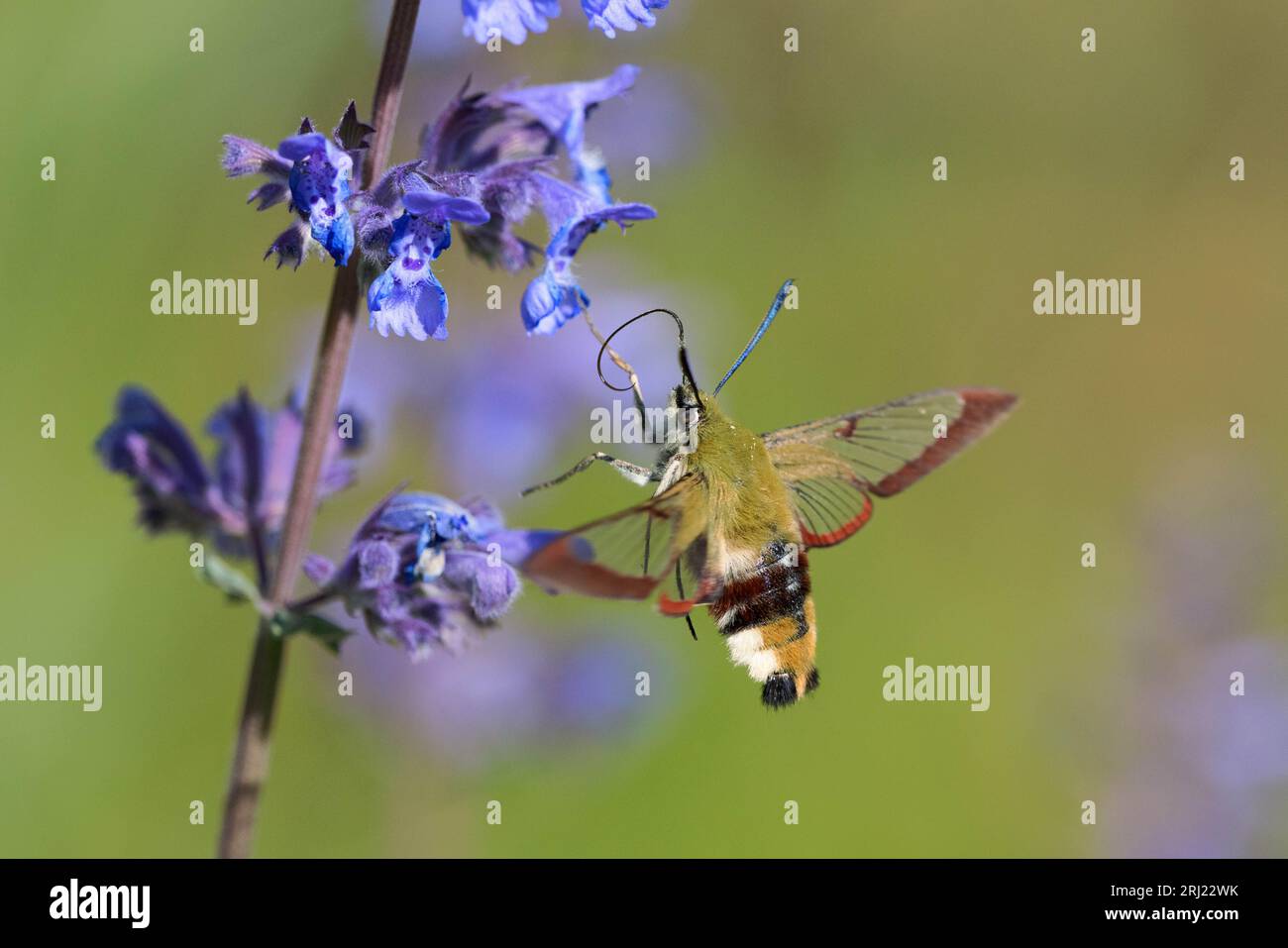 Broad-bordered Bee Hawk-moth (Hemaris fuciformis) in flight, feeding on ...