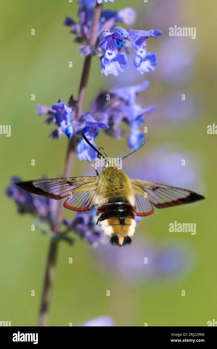 Broad-bordered Bee Hawk-moth (Hemaris fuciformis) in flight, feeding on ...