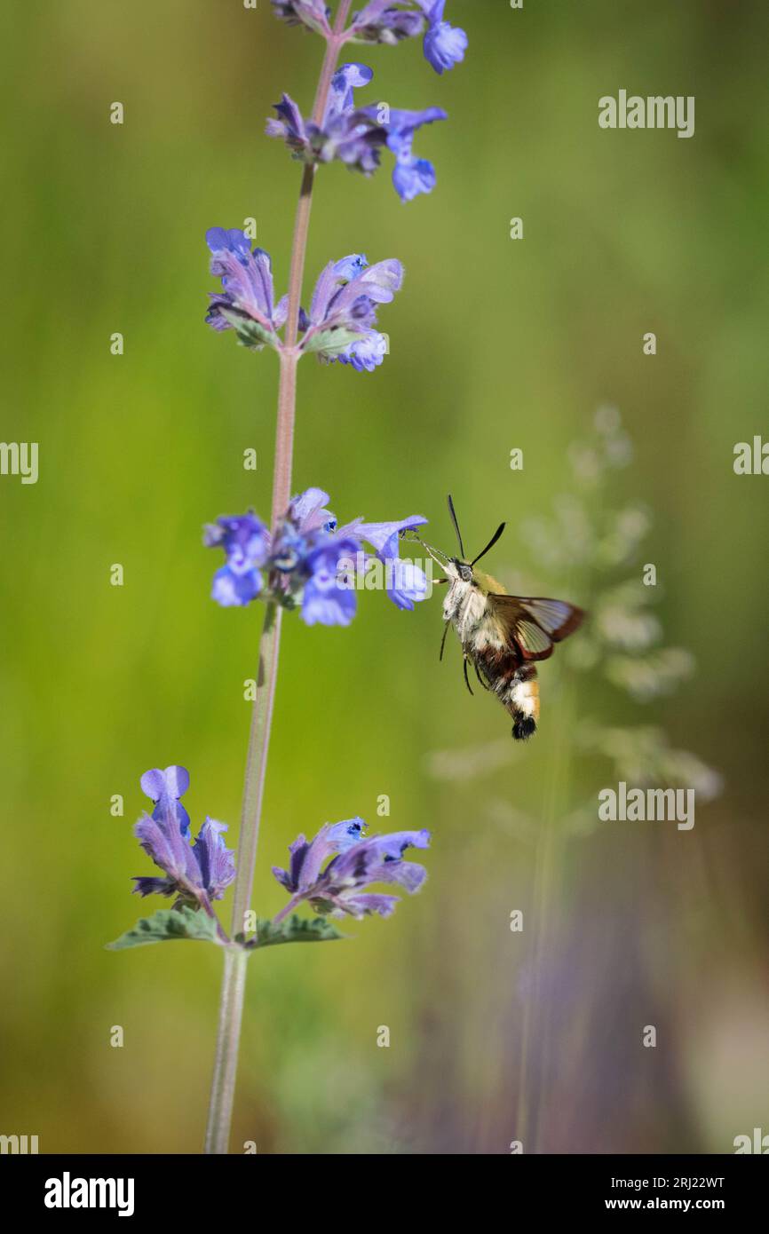 Hovering bee hawk moth hi-res stock photography and images - Alamy