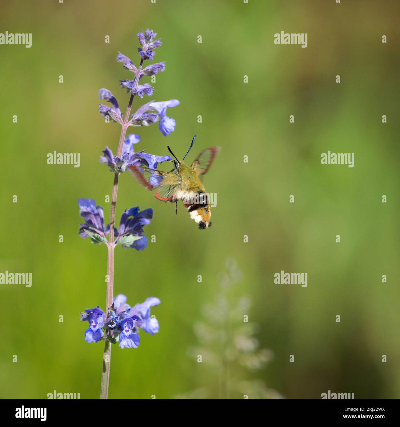 Broad-bordered Bee Hawk-moth (Hemaris fuciformis) in flight, feeding on ...