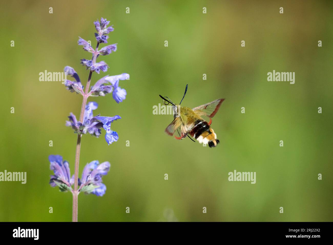 Broad-bordered Bee Hawk-moth (Hemaris fuciformis) in flight, feeding on ...