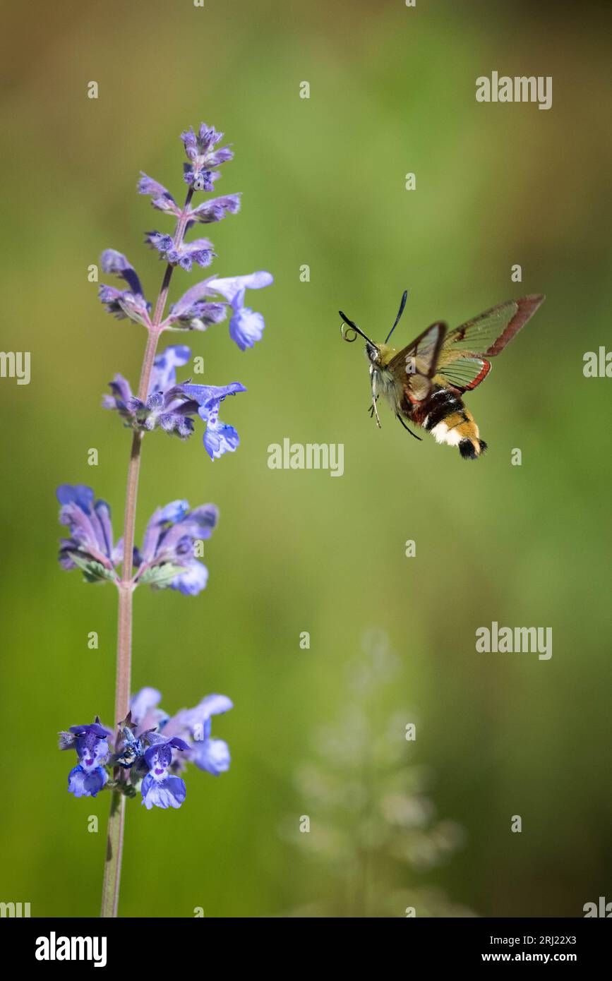 Broad-bordered Bee Hawk-moth (Hemaris fuciformis) in flight, feeding on ...