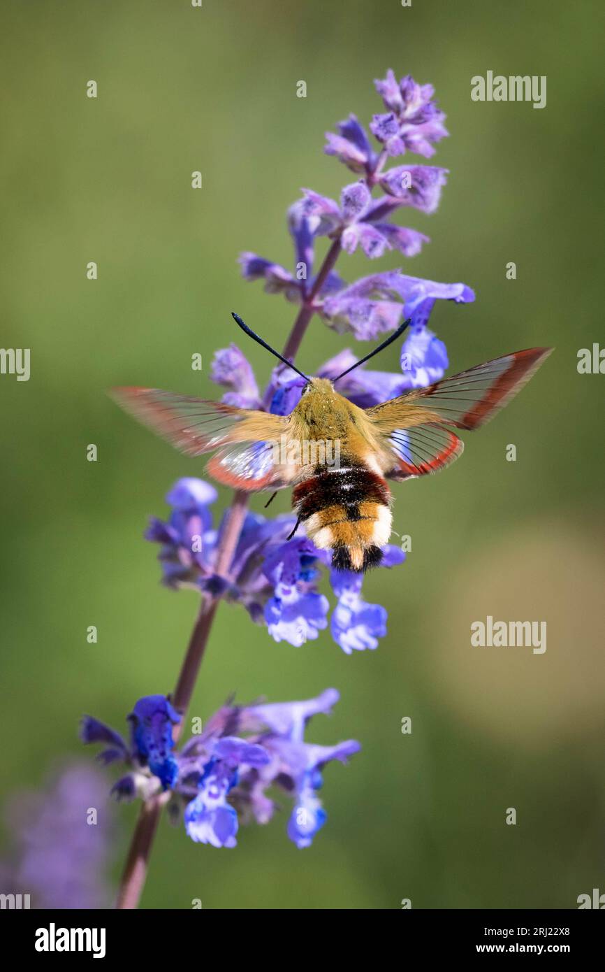 Broad-bordered Bee Hawk-moth (Hemaris fuciformis) in flight, feeding on ...