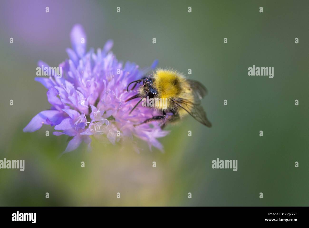 Bombus lucorum, Hellgelbe Erdhummel, white-tailed bumblebee Stock Photo ...