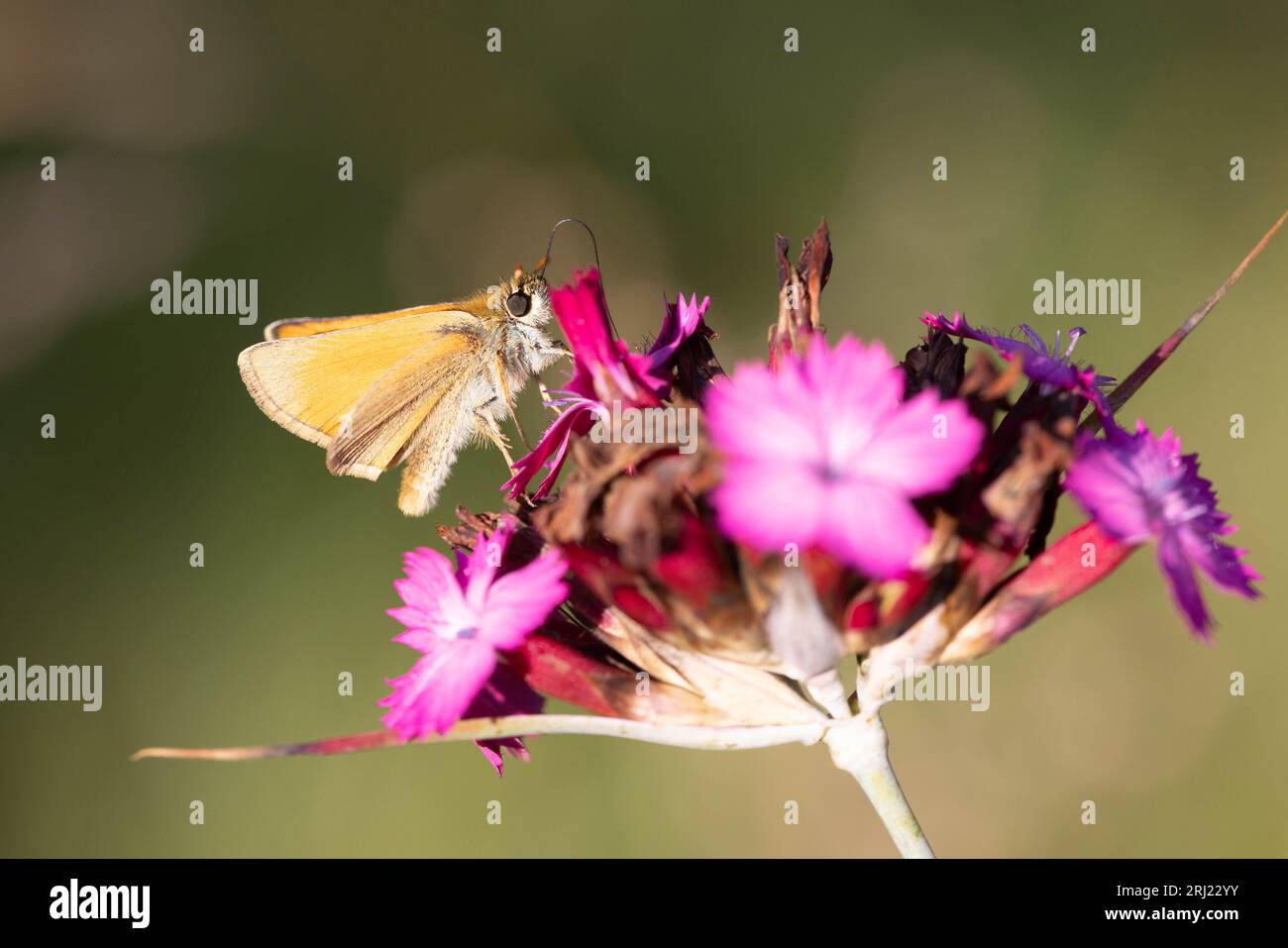Carnation and butterfly hi-res stock photography and images - Alamy