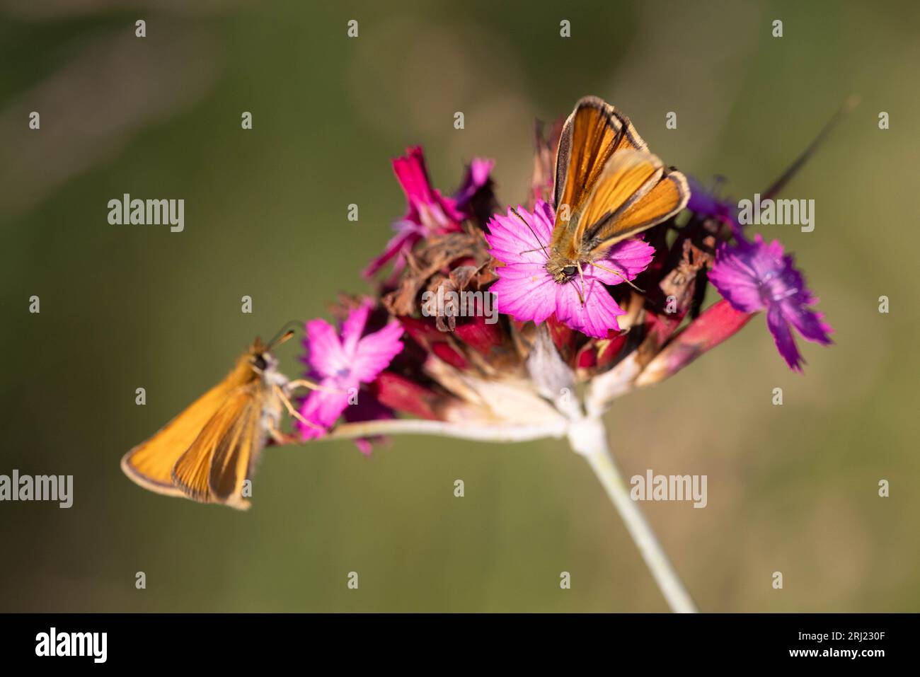 Carnation and butterfly hi-res stock photography and images - Alamy