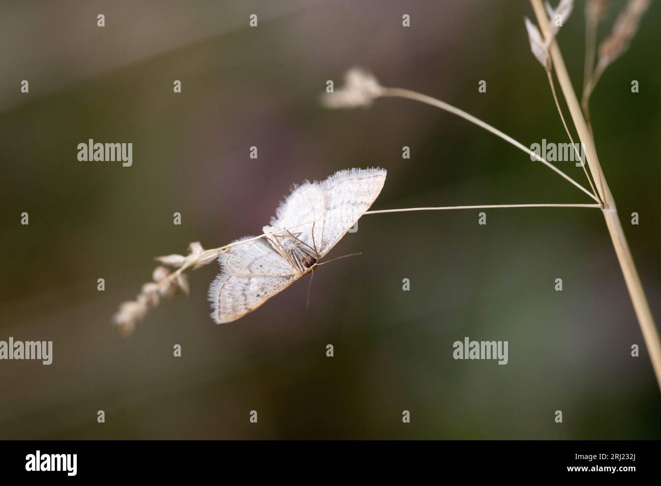 Common white wave moth, cabera pulsaria, on dry grass Stock Photo - Alamy