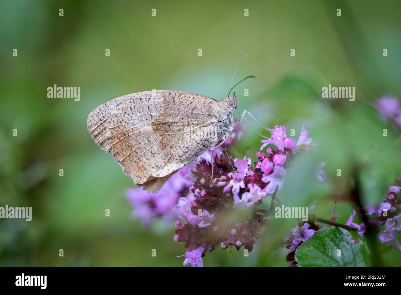 Butterfly in the rain Stock Photo - Alamy