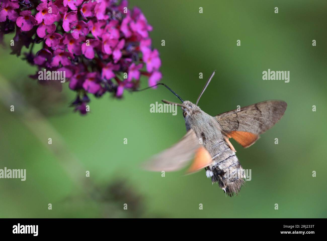 Macroglossum stellatarum, Hummingbird hawk-moth in flight, feeding ...