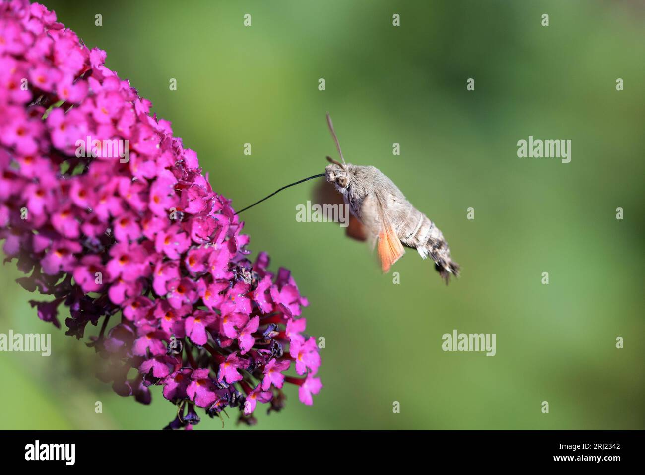 Macroglossum stellatarum, Hummingbird hawk-moth in flight, feeding ...
