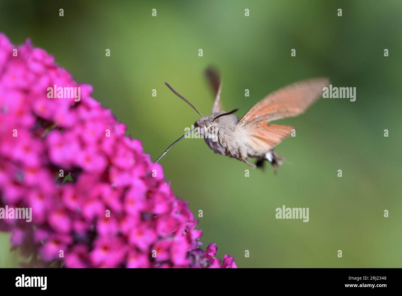 Macroglossum stellatarum, Hummingbird hawk-moth in flight, feeding ...
