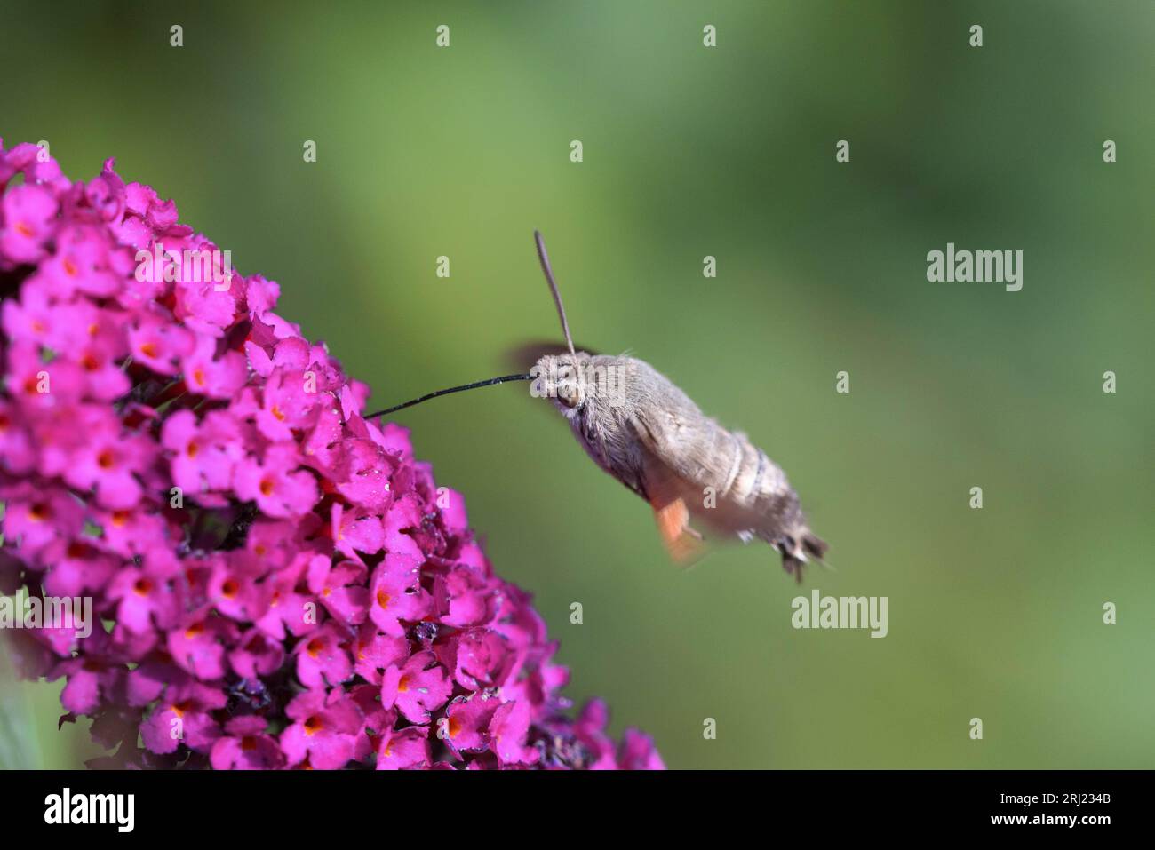 Macroglossum stellatarum, Hummingbird hawk-moth in flight, feeding ...