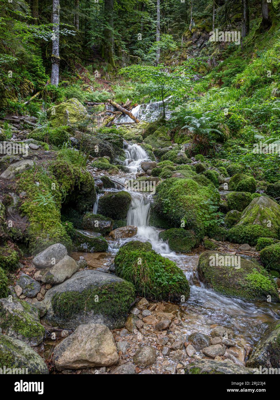 Green nature in the French Vosges, with fresh green moss, running water ...