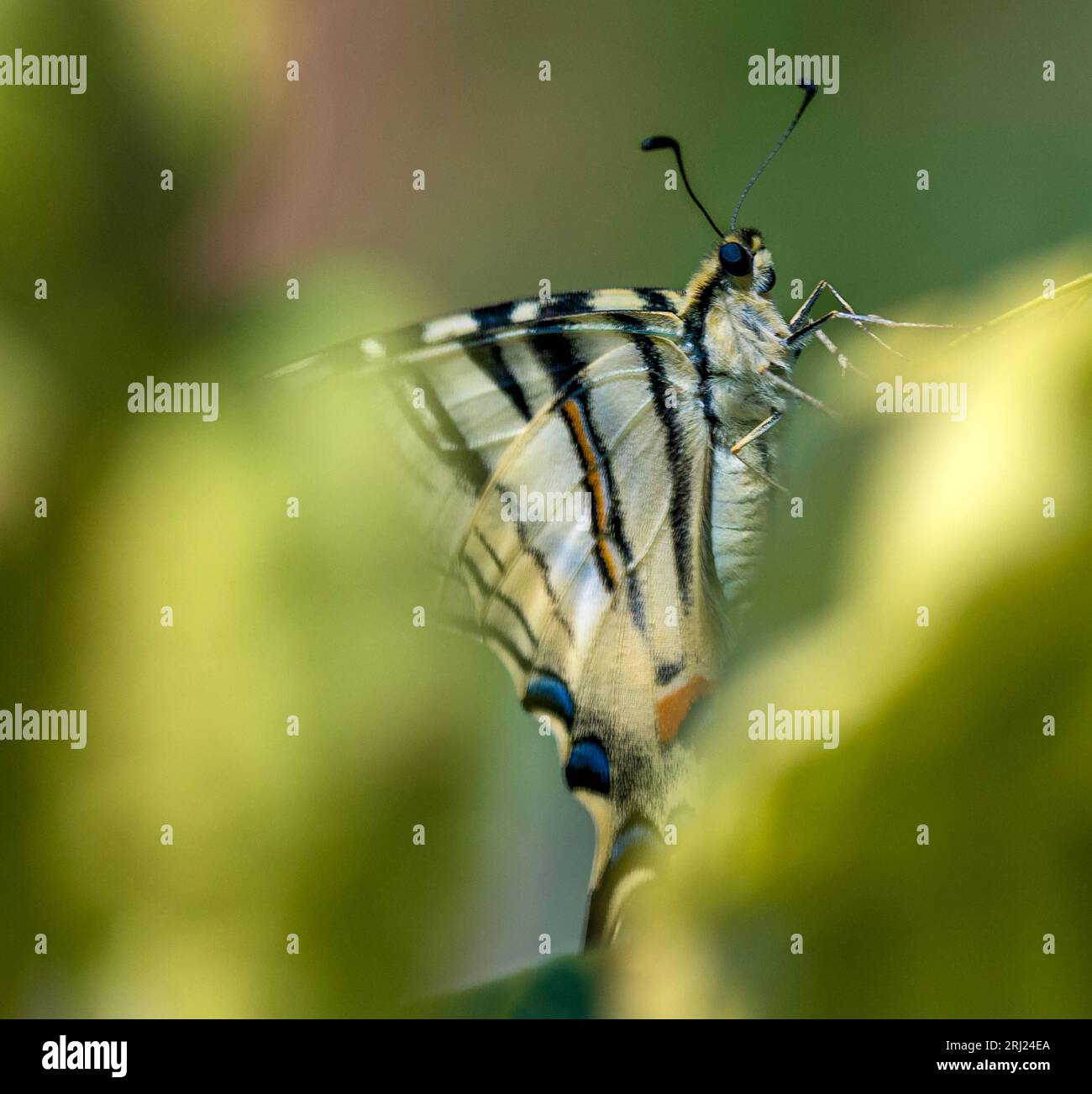 Malomirovo Bulgaria 20th August 2023: Swallowtail butterfly hides in ...