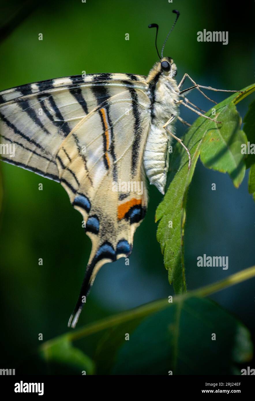Malomirovo Bulgaria 20th August 2023: Swallowtail butterfly hides in ...