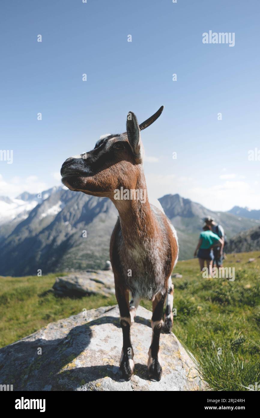 A goat on top of a mountain with a view of the Austrian Alps in the ...