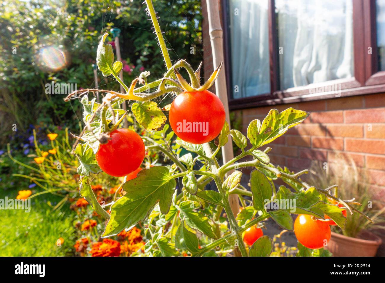 Cherry tomatoes 'Lizzano' growing and ripening on plants growing in the border of a garden Stock ...