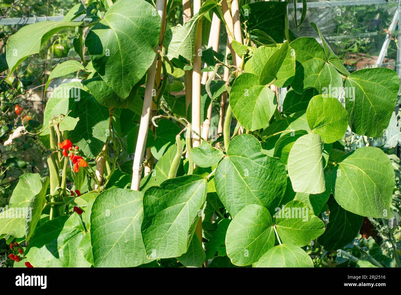 Home grown runner beans growing in a garden Stock Photo - Alamy