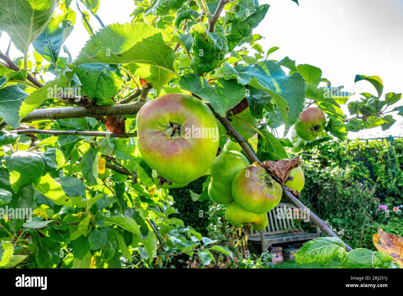 Bramley cooking apple tree hi-res stock photography and images - Alamy