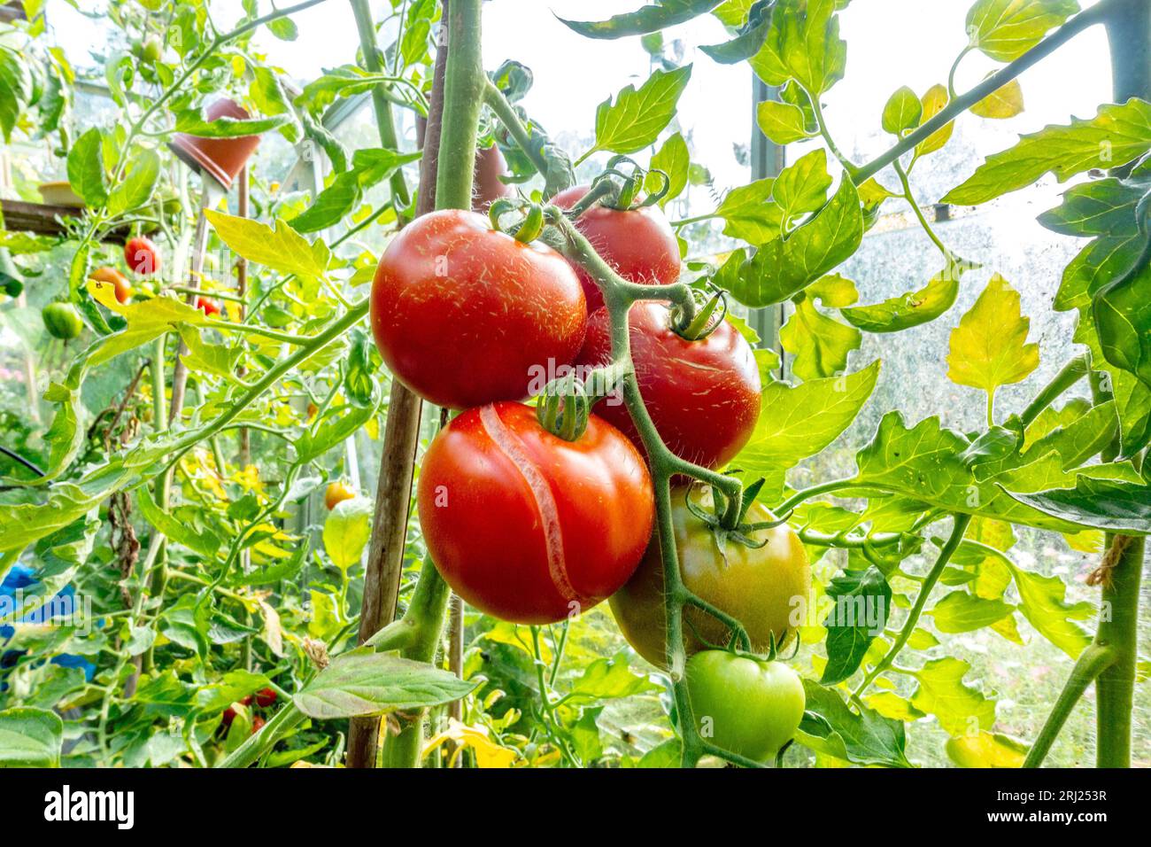 Truss of home grown tomatoes growing and ripening in a greenhouse Stock Photo - Alamy