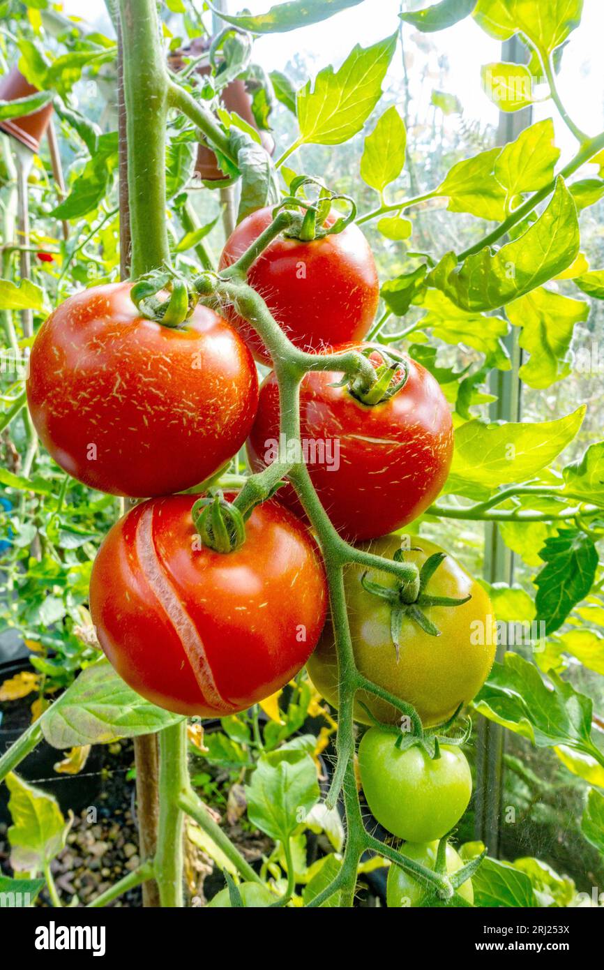 Truss of home grown tomatoes growing and ripening in a greenhouse Stock Photo - Alamy