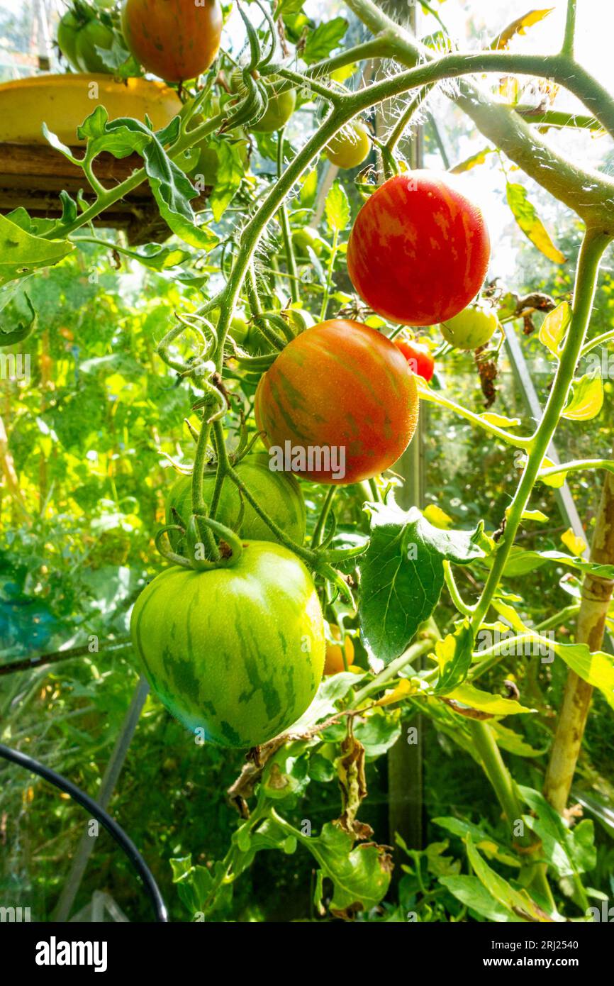 Truss of home grown tigerella tomatoes growing and ripening in a ...
