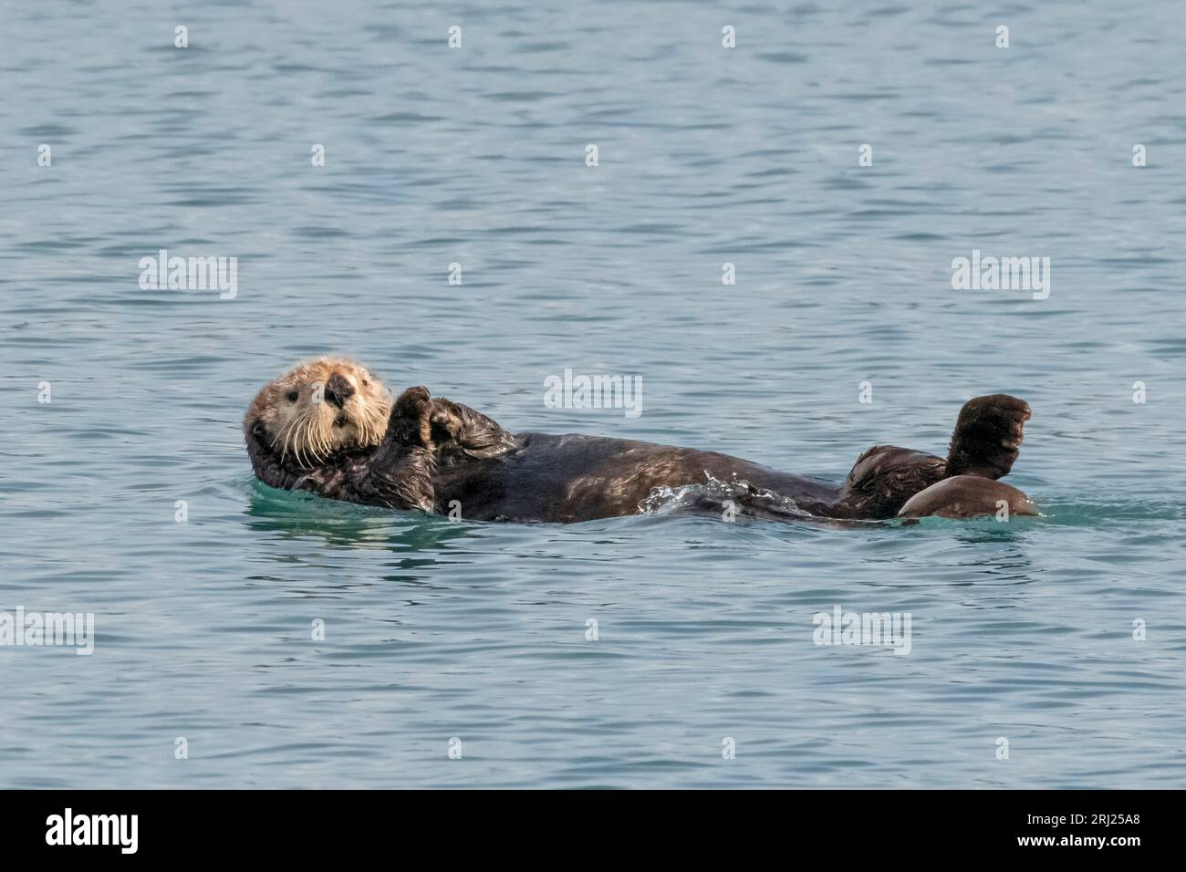 ; Sea Otter; Marine Mammals; Alaska Stock Photo - Alamy