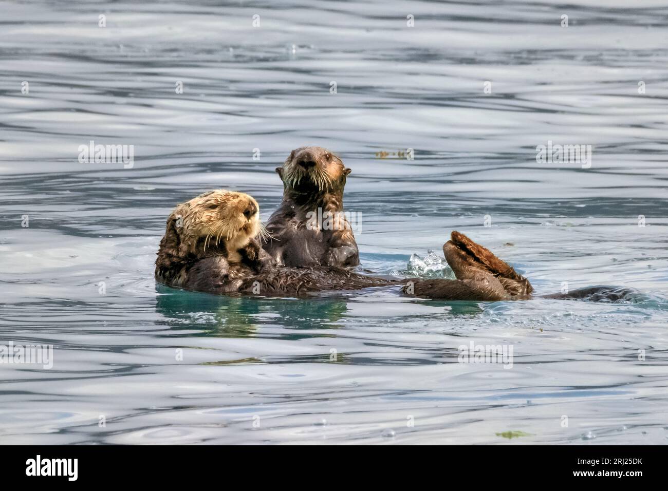 ; Sea Otter; Marine Mammals; Alaska Stock Photo - Alamy