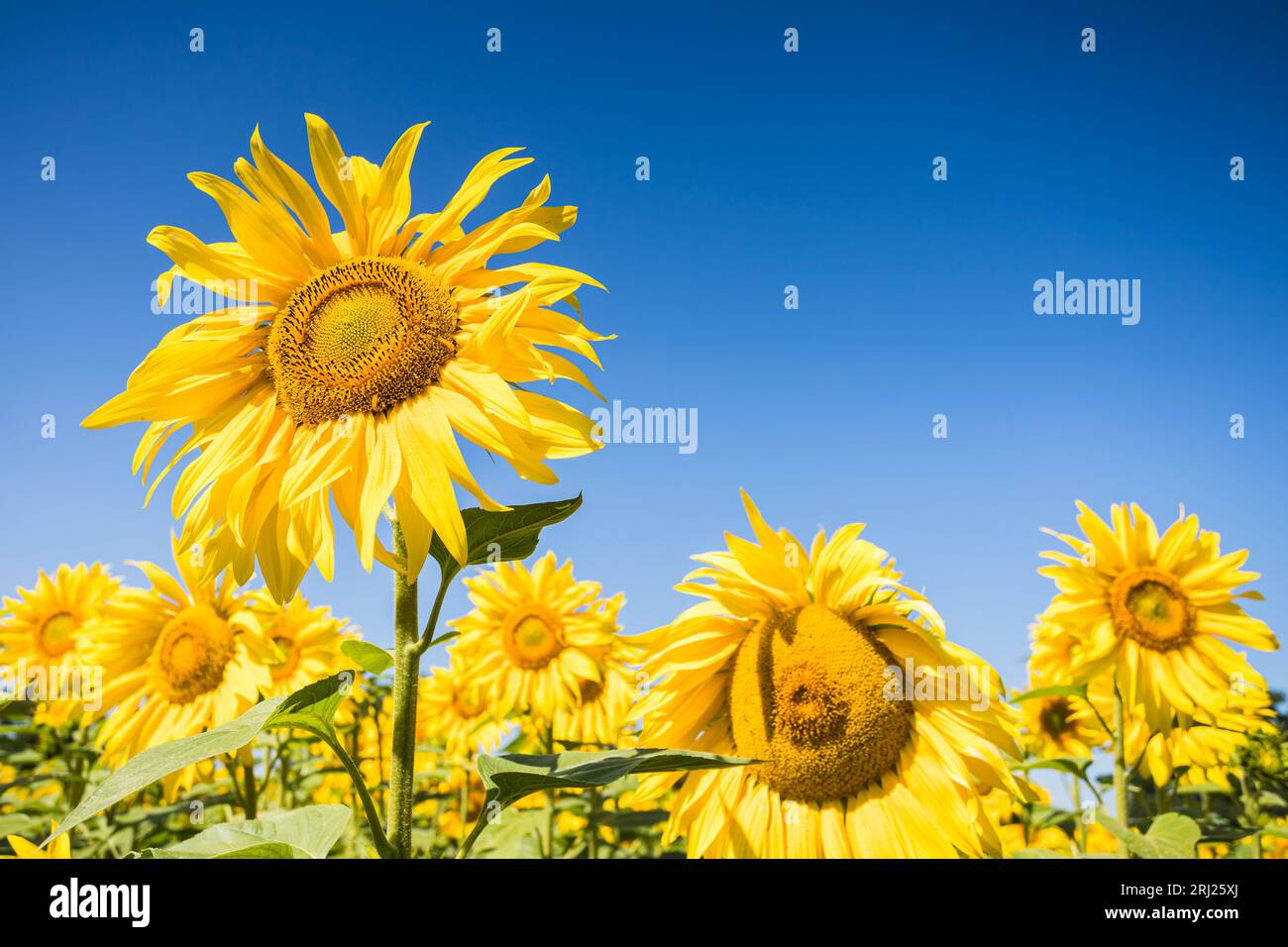 Rich yellow and golden coloured sunflowers pictured under a bright blue ...