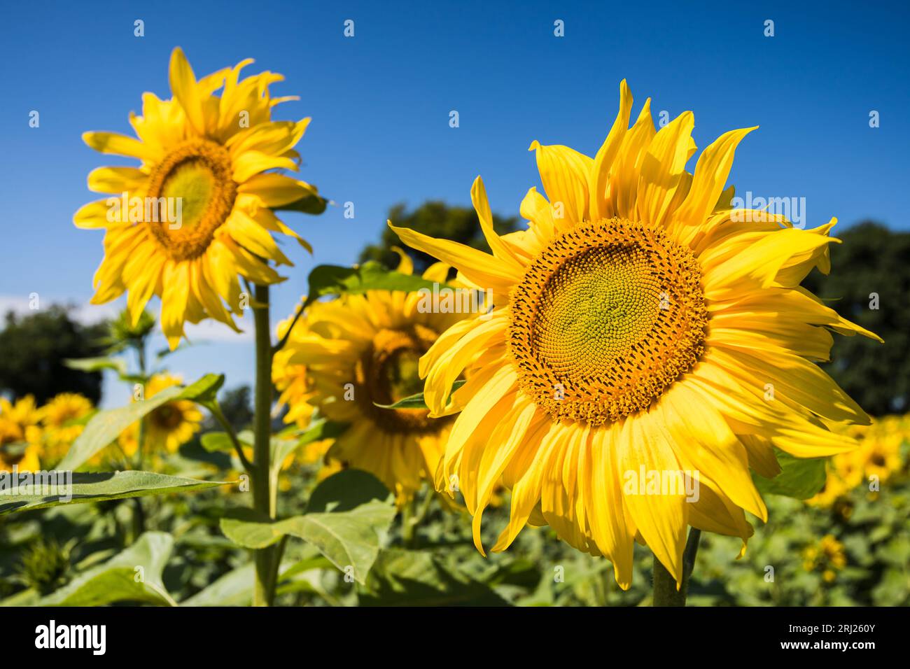 Rich yellow and golden coloured sunflowers pictured under a bright blue ...