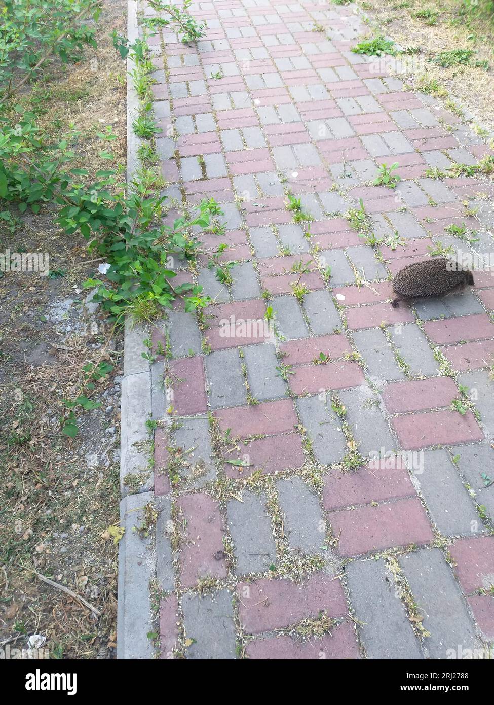 a hedgehog running on a tile path, grass growing in the cracks of the ...