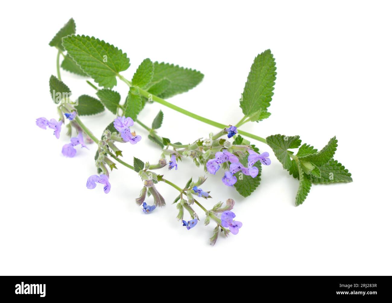 Nepeta cataria, commonly known as catnip, catswort, catwort, and ...