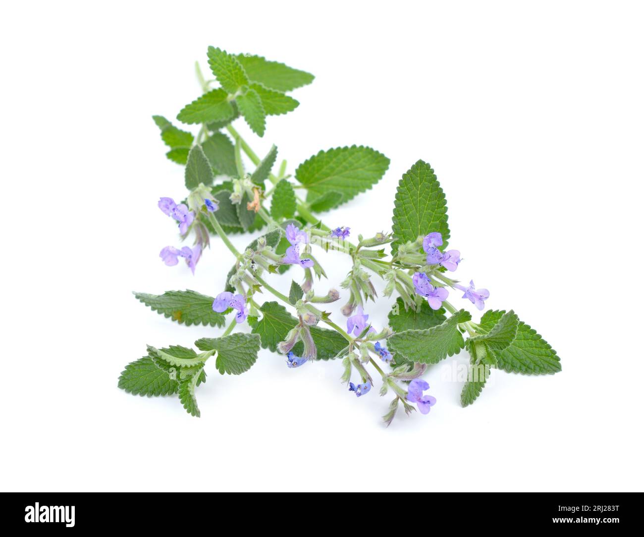 Nepeta cataria, commonly known as catnip, catswort, catwort, and ...