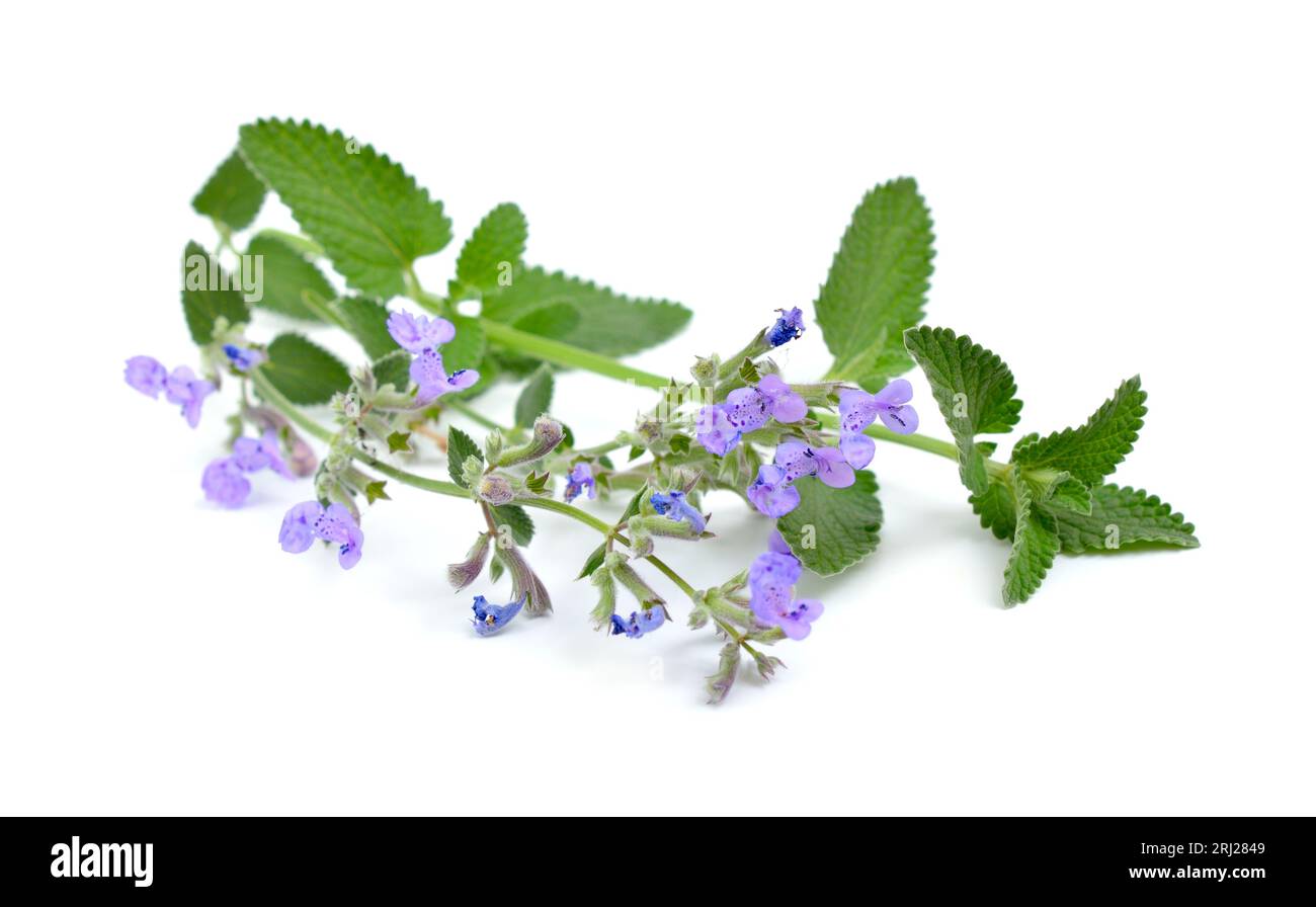 Nepeta cataria, commonly known as catnip, catswort, catwort, and ...