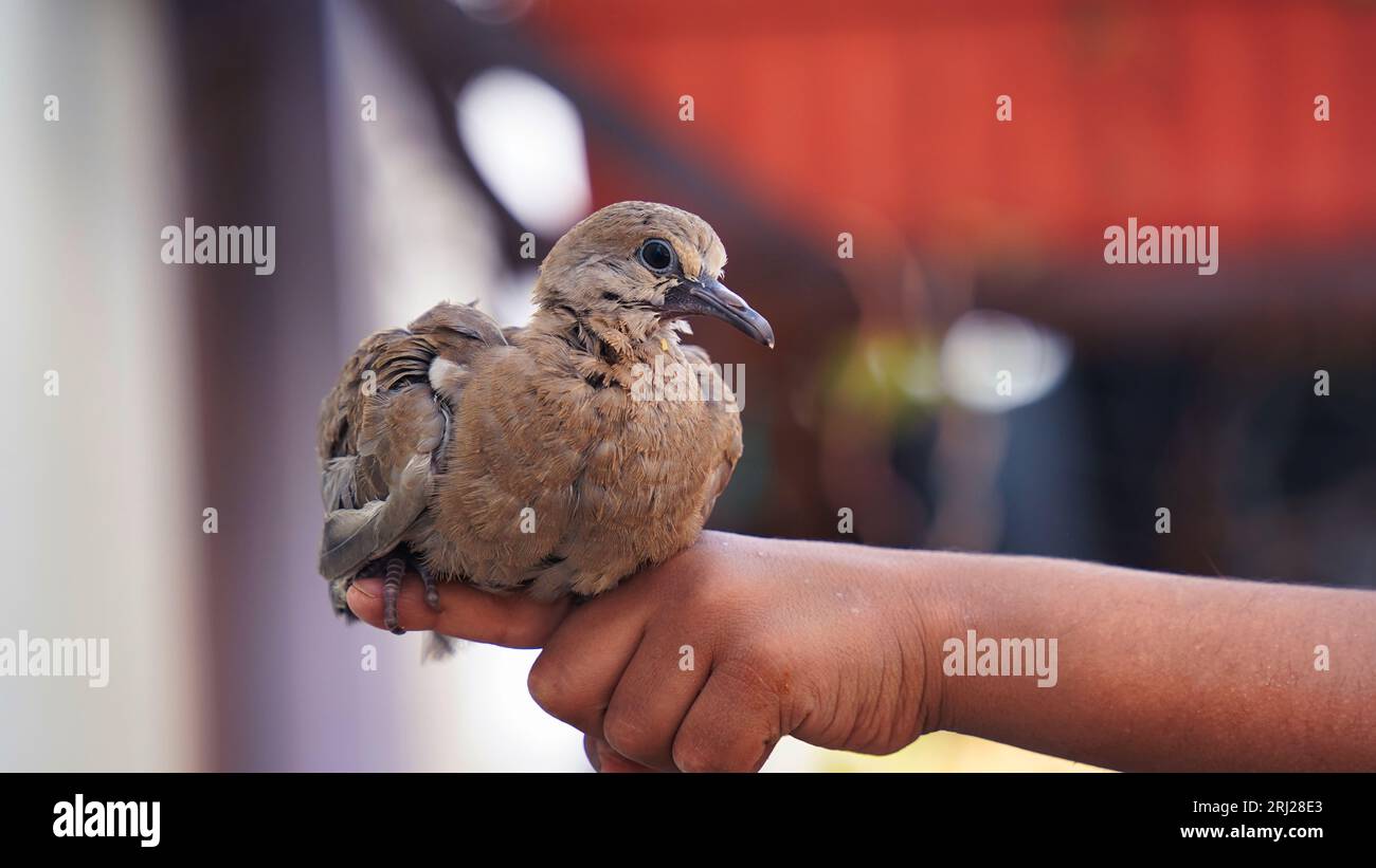 Save birds, Little chick is sitting on the palm of his hand. Sparrow ...