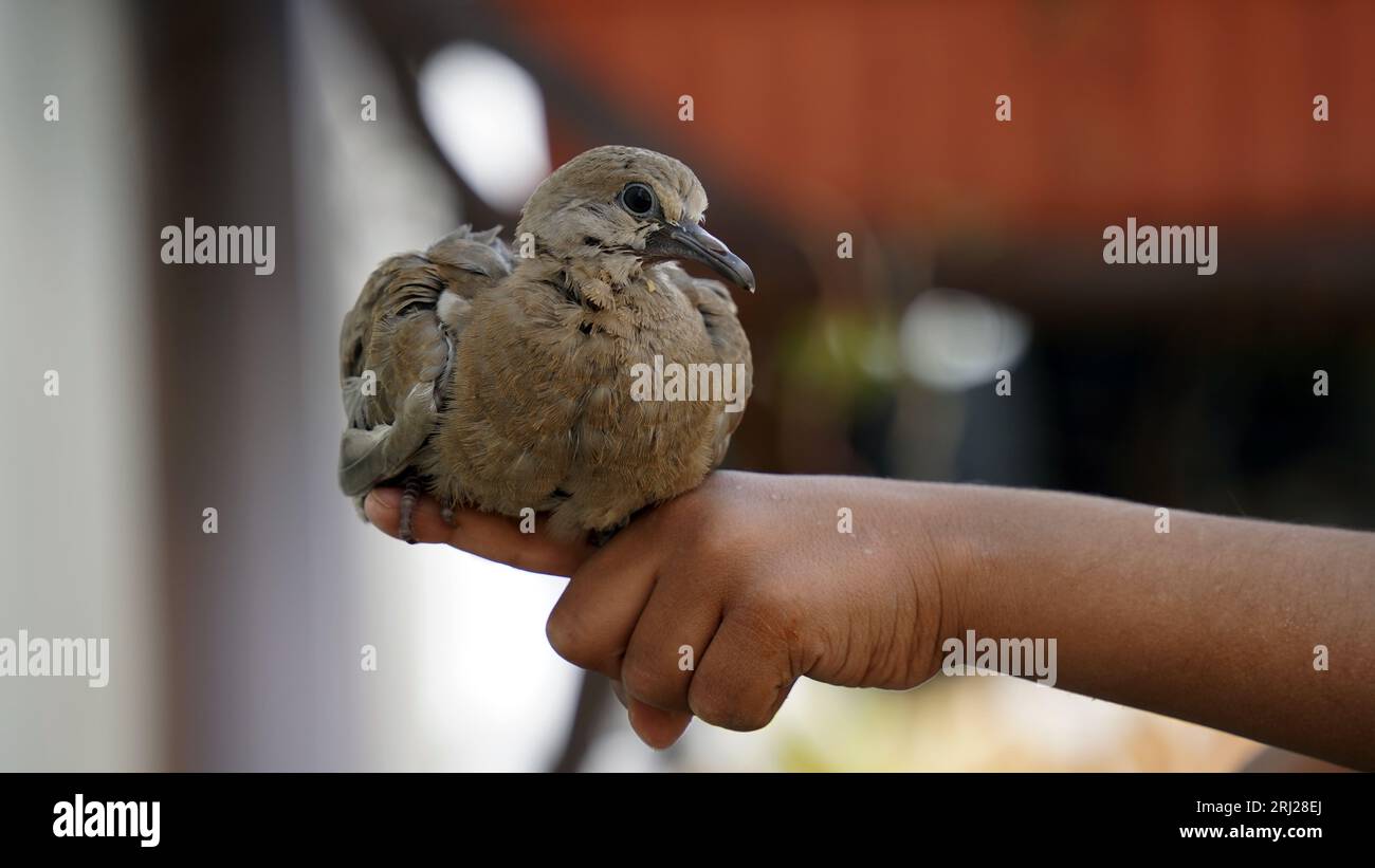 Save birds, Little chick is sitting on the palm of his hand. Sparrow ...
