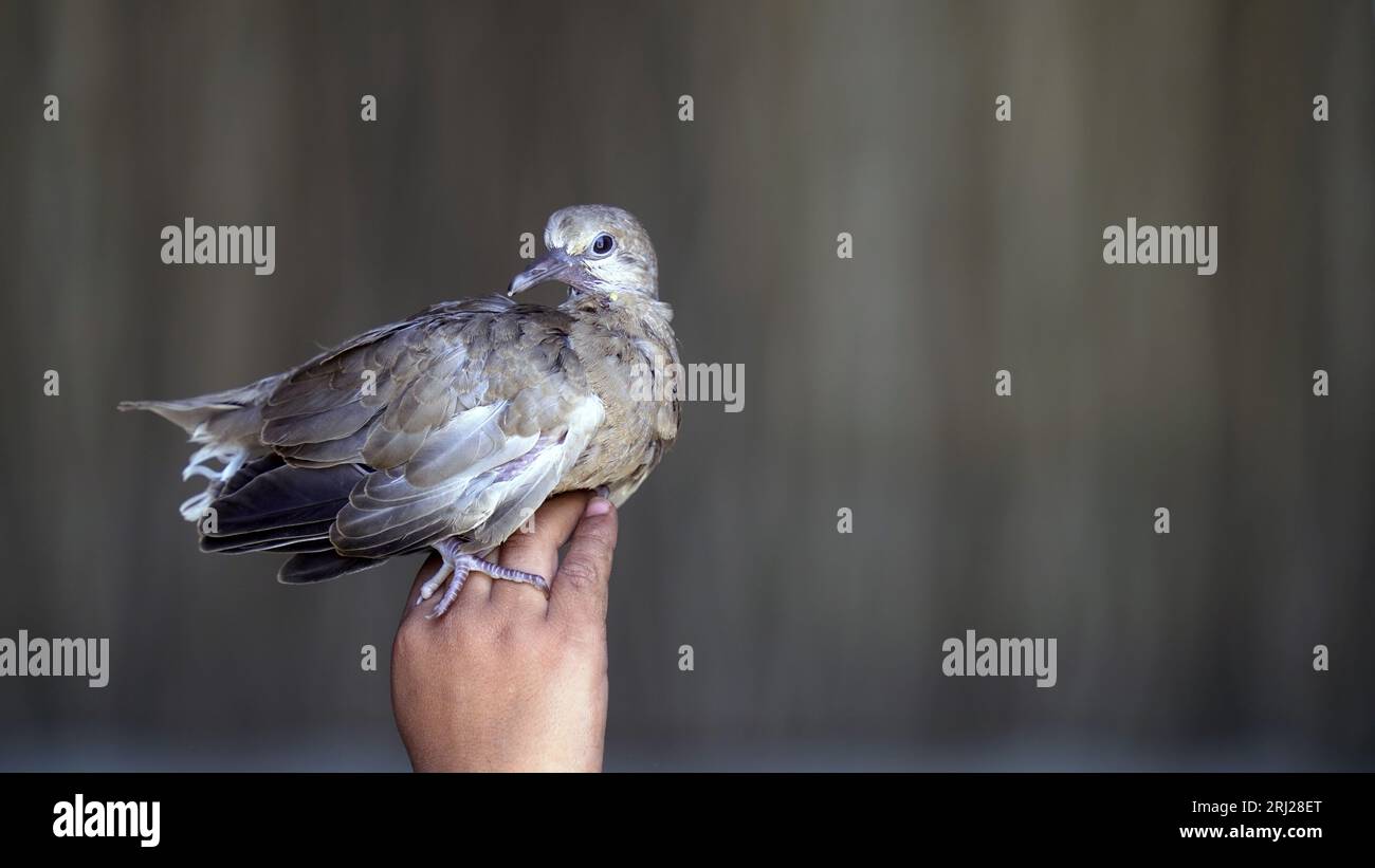 Save birds, Little chick is sitting on the palm of his hand. Sparrow ...