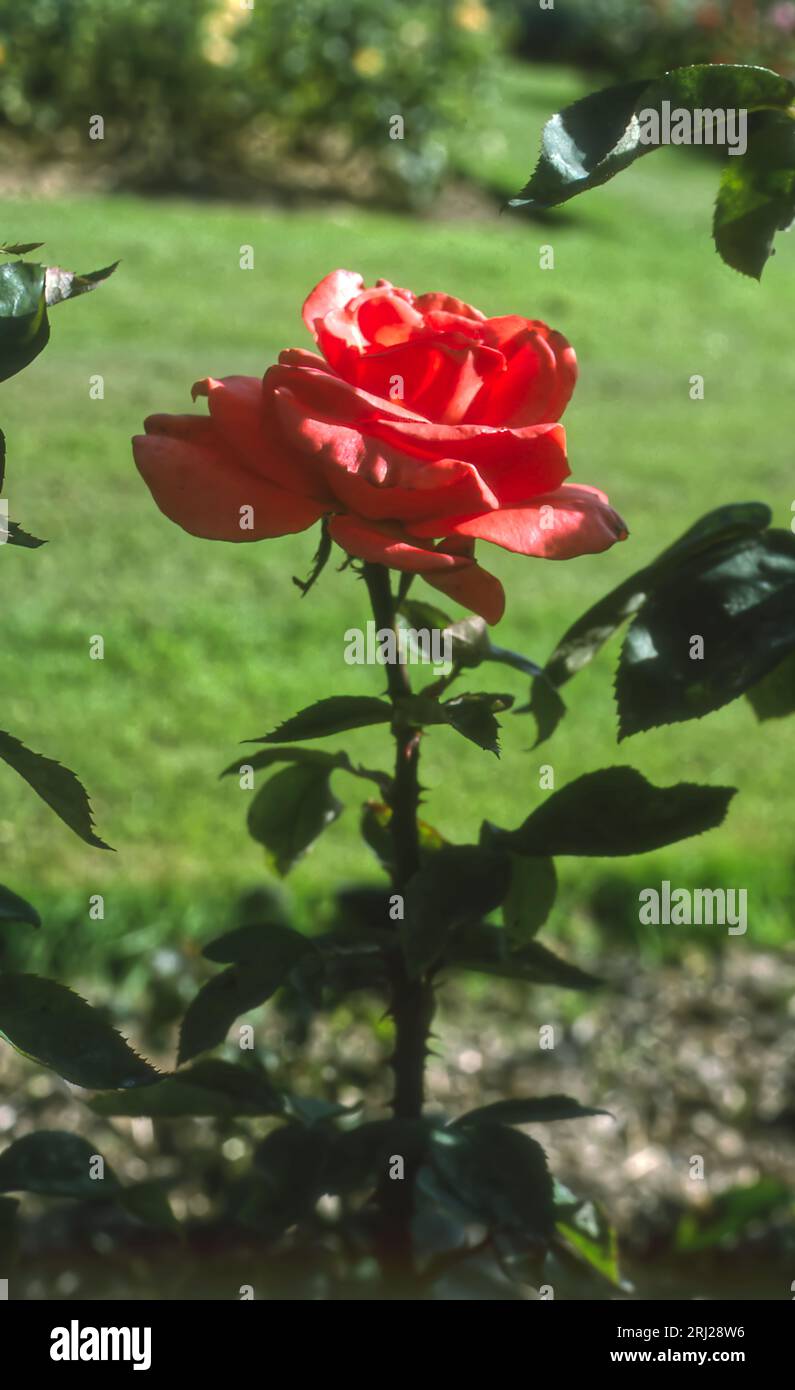 Rosa CHESHIRE LIFE flower in a garden, common name rose Stock Photo - Alamy