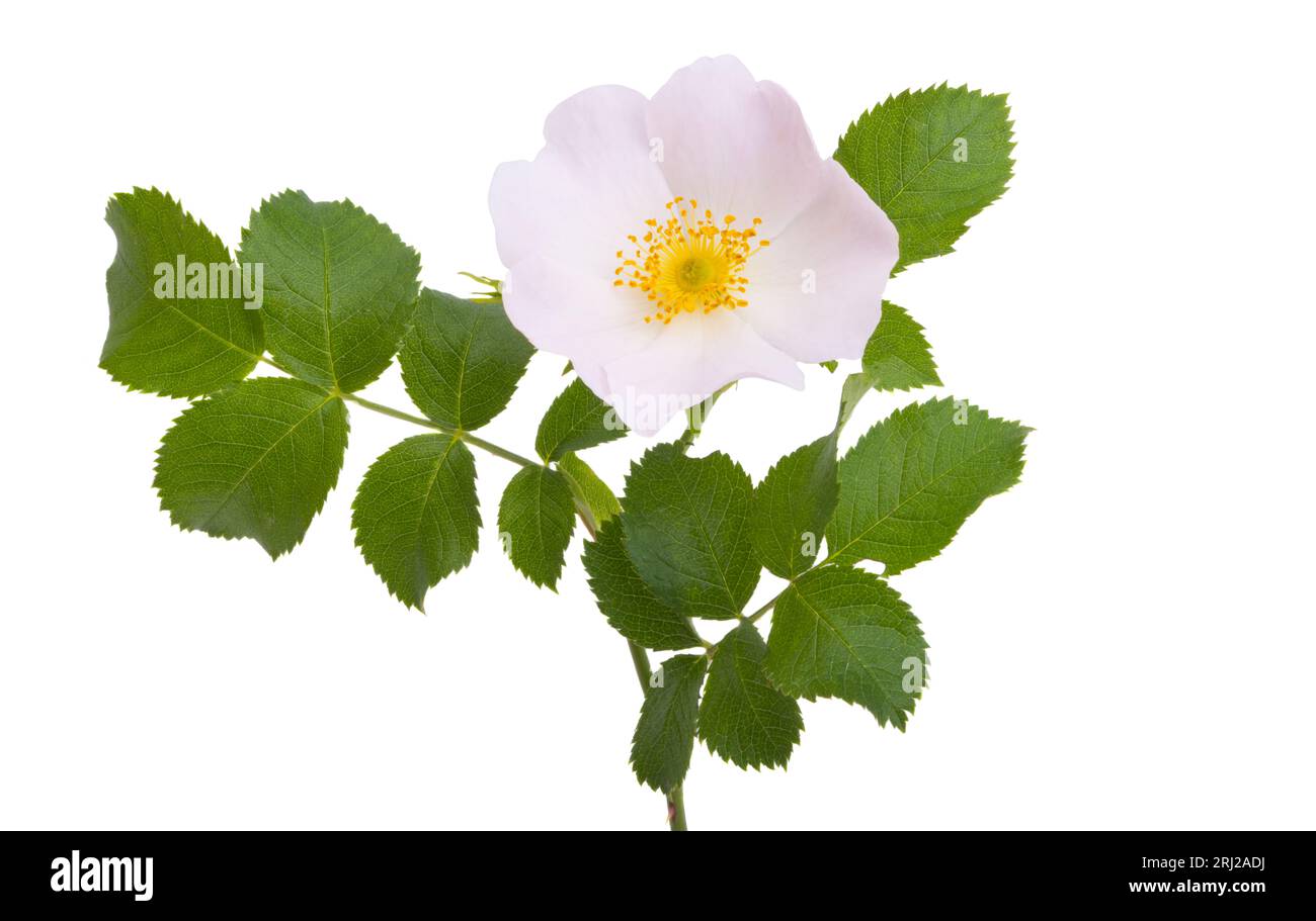 rosehip rose isolated on white background Stock Photo - Alamy
