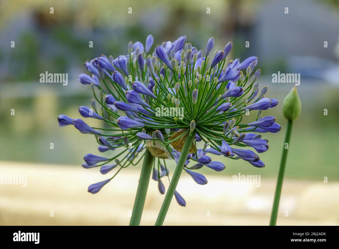 Purple flowers of common Agapanthus (Agapanthus praecox) next to a ...