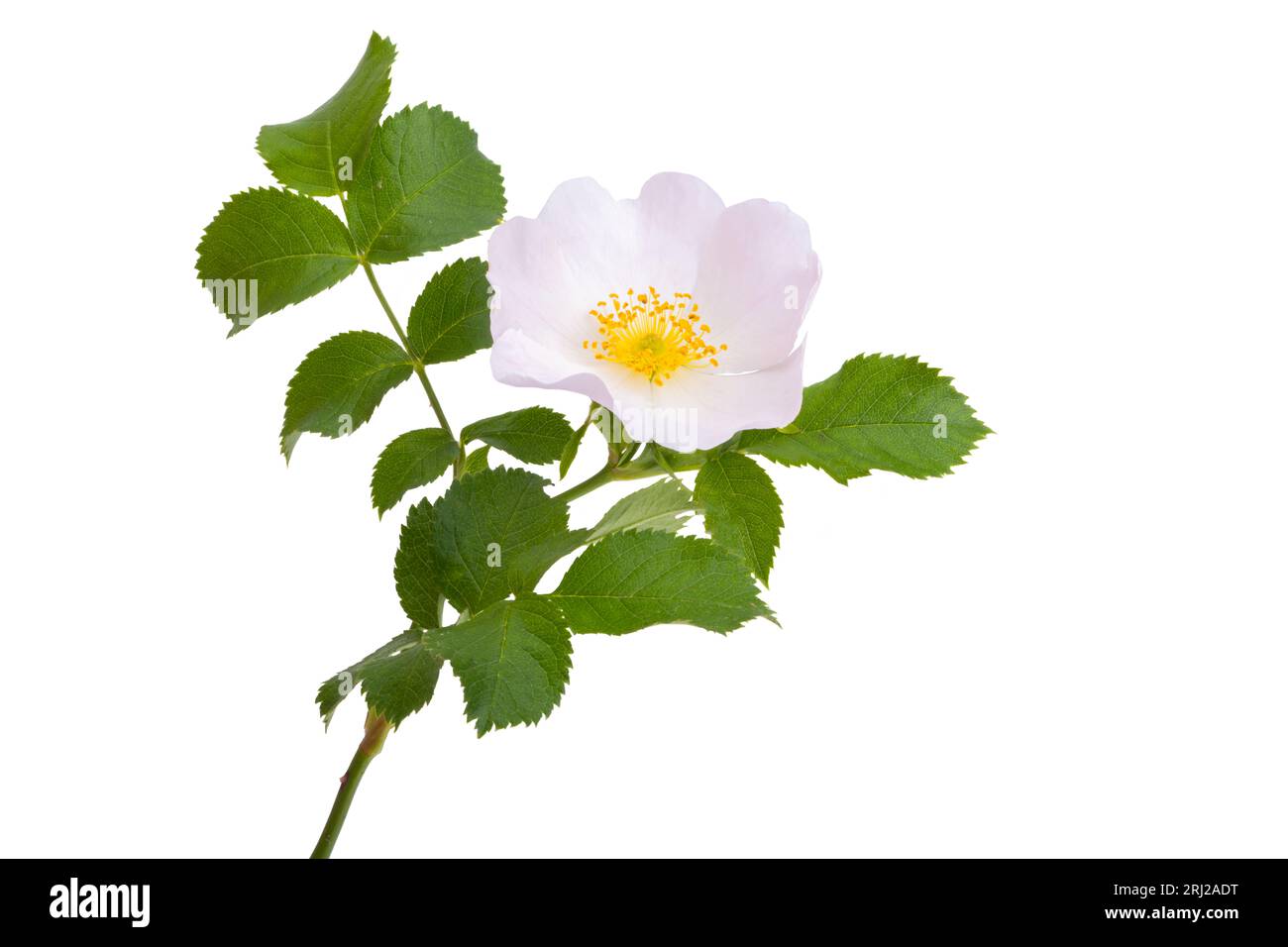 Beautiful pink rosehip flower Cut Out Stock Images & Pictures - Alamy