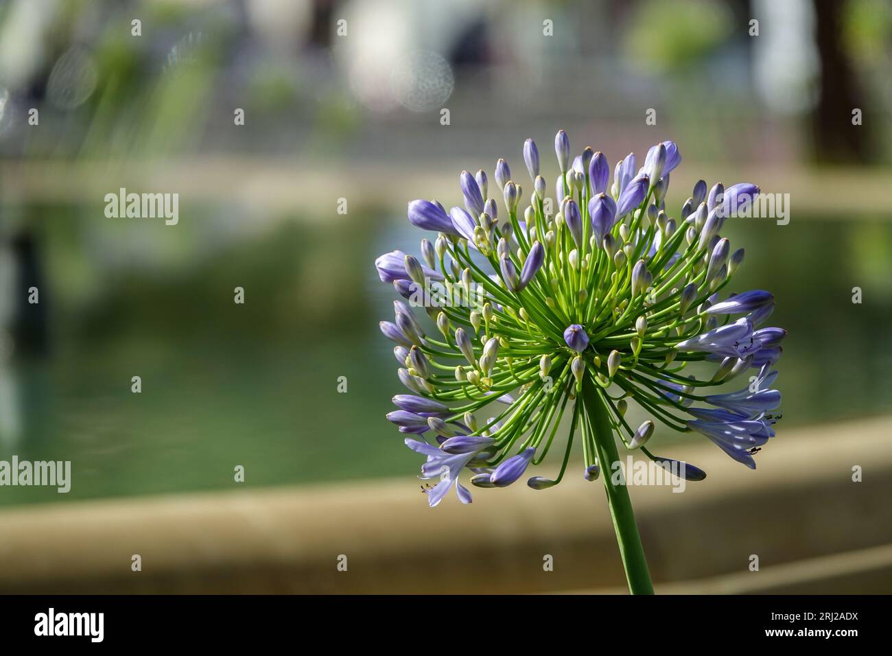 Purple flowers of common Agapanthus (Agapanthus praecox) next to a ...