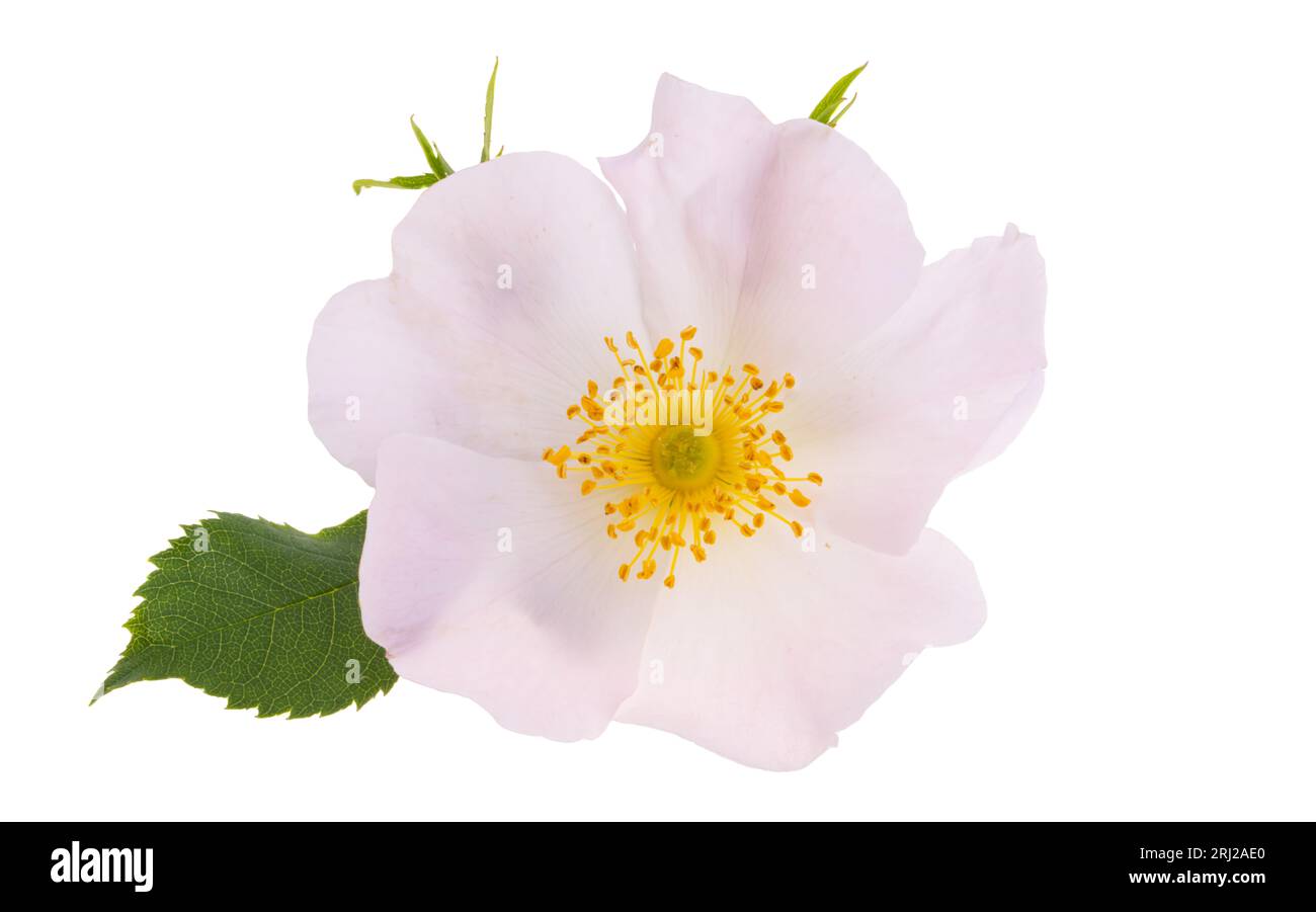 Beautiful pink rosehip flower Cut Out Stock Images & Pictures - Alamy