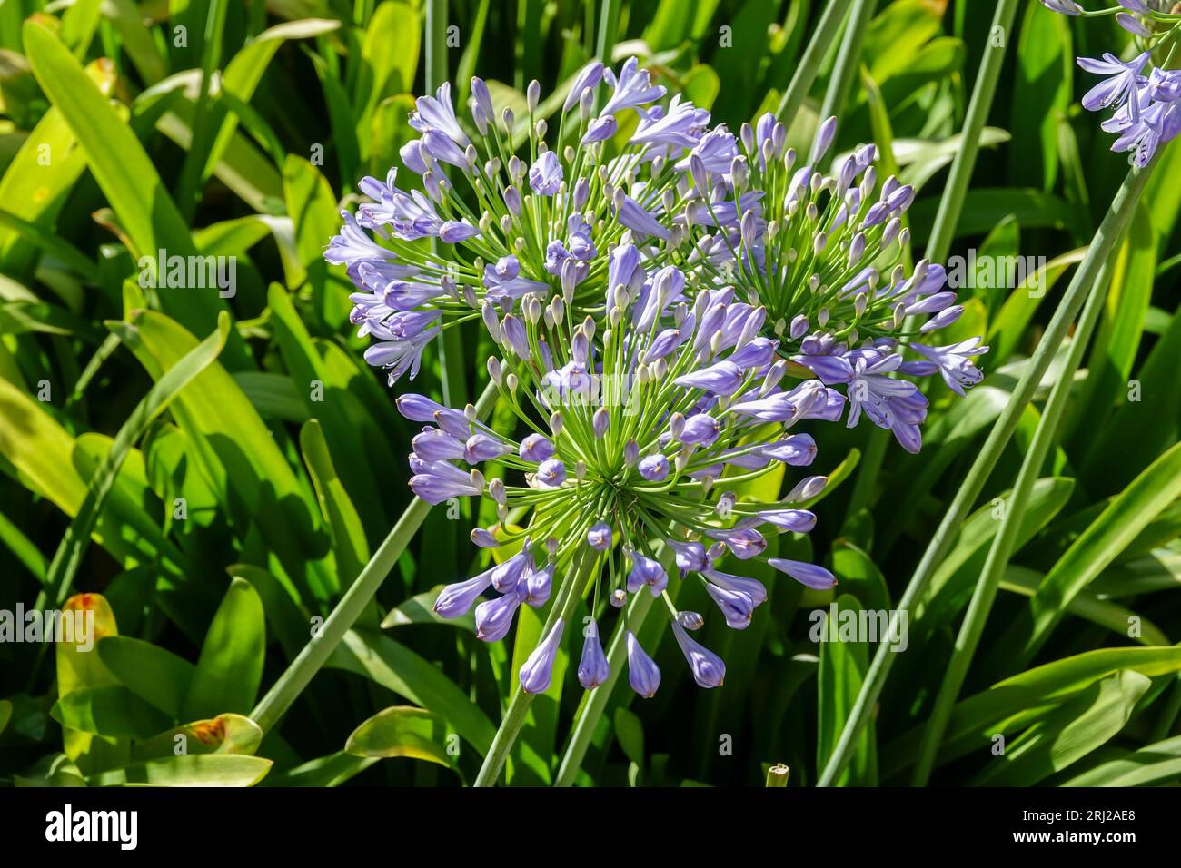 Purple flowers of common Agapanthus (Agapanthus praecox) next to a ...