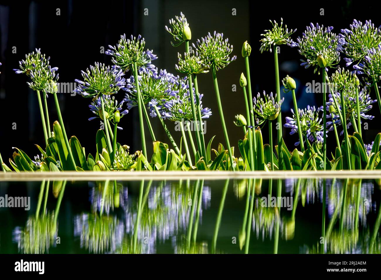 Purple flowers of common Agapanthus (Agapanthus praecox) next to a ...