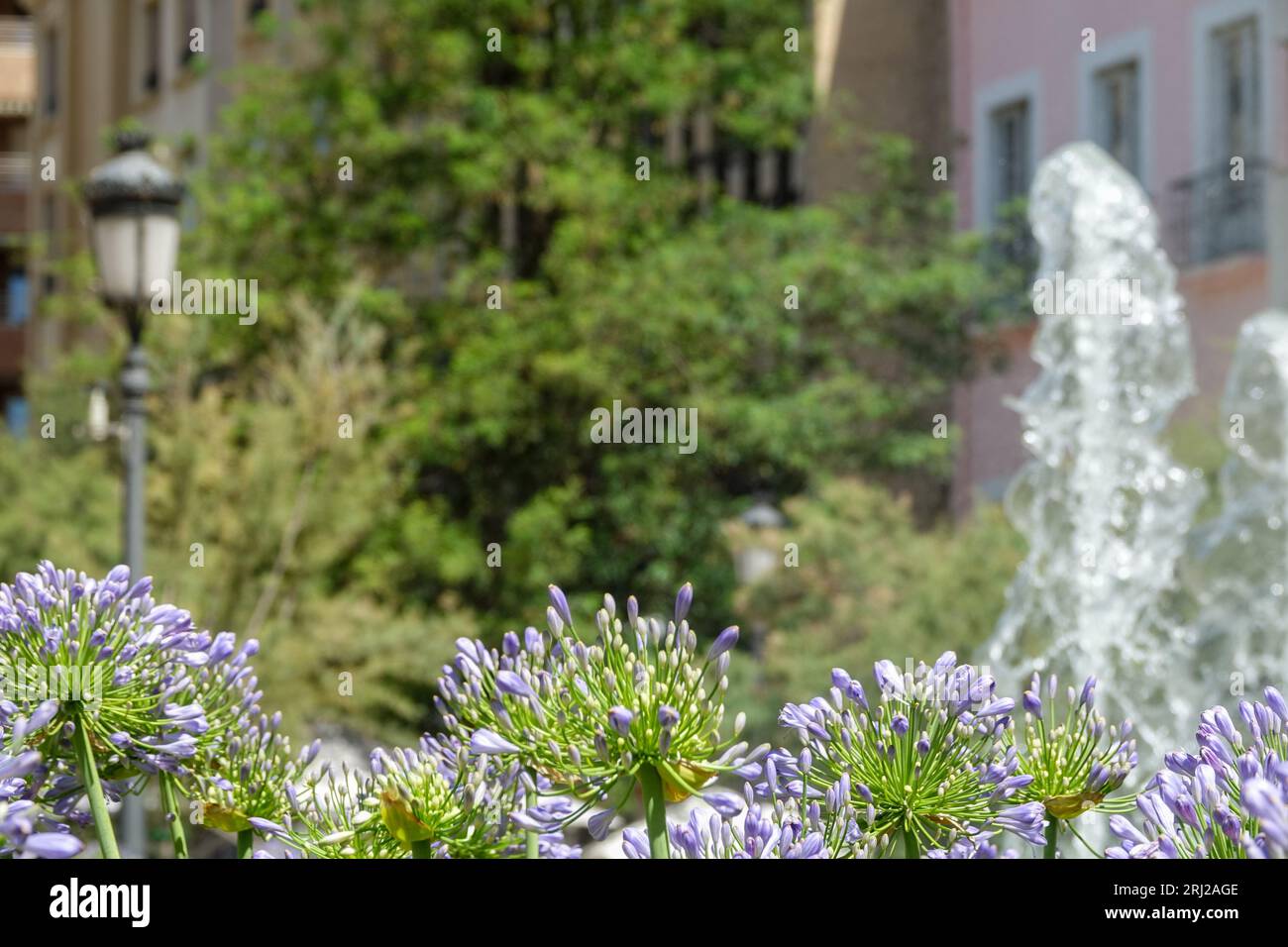 Purple flowers of common Agapanthus (Agapanthus praecox) next to a ...