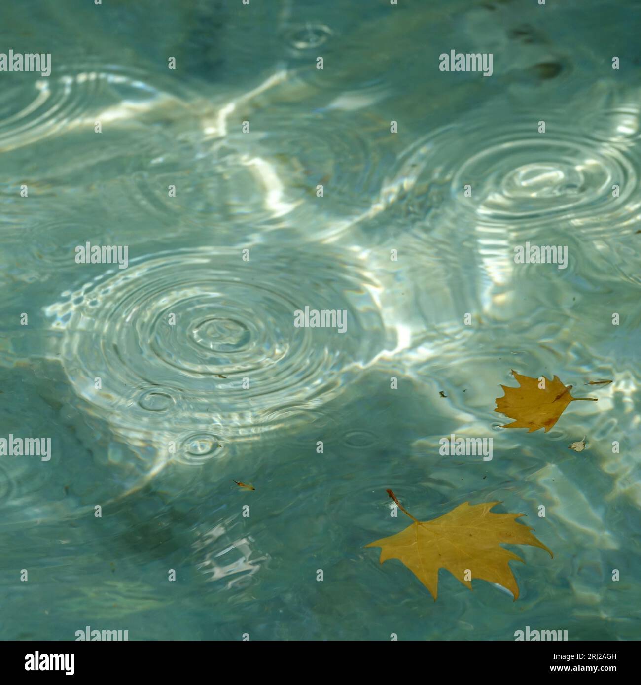 Dry autumn leaves floating in the crystal clear water of a sunlit pond Stock Photo - Alamy
