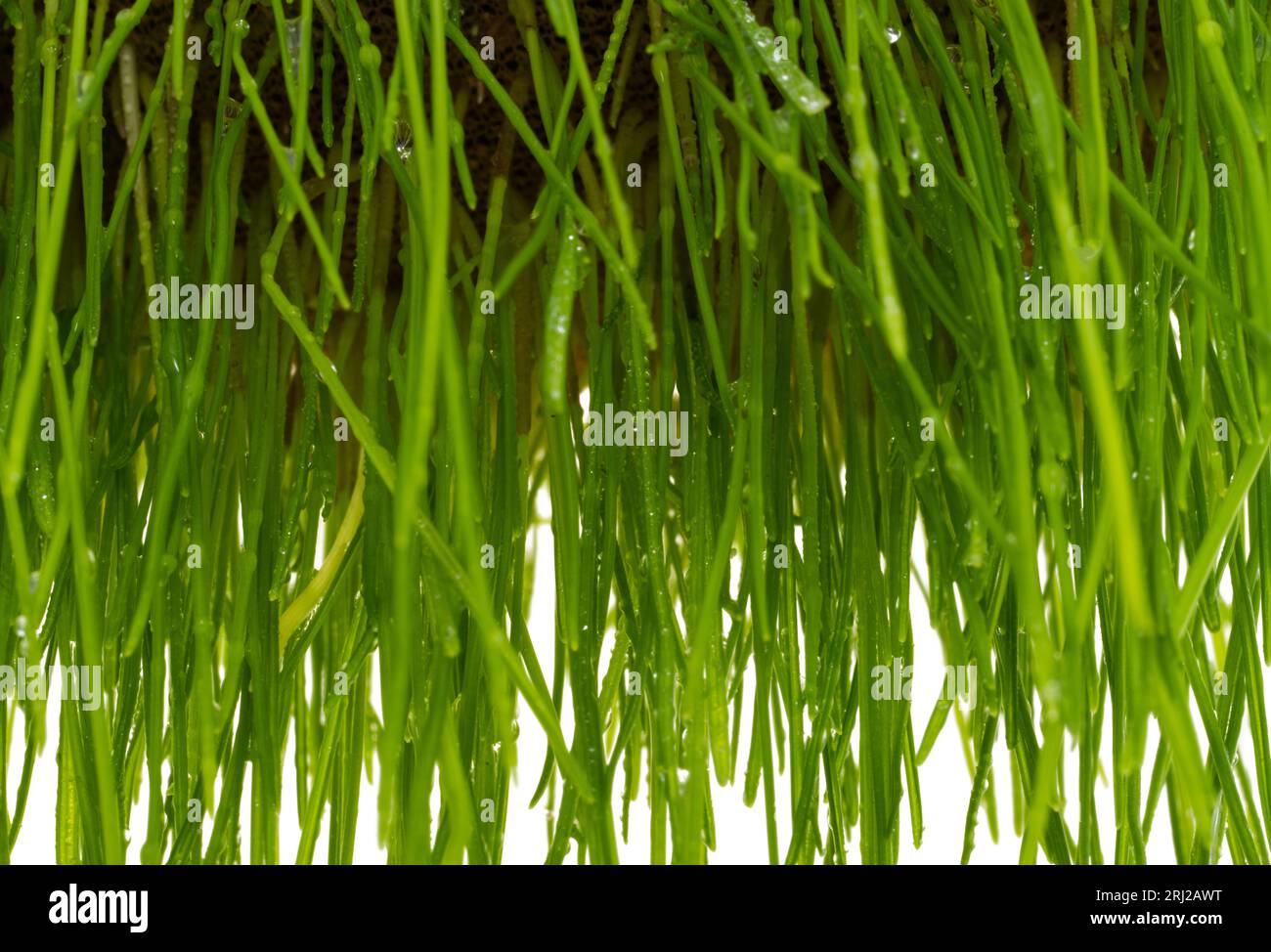 green grass isolated on white background Stock Photo - Alamy